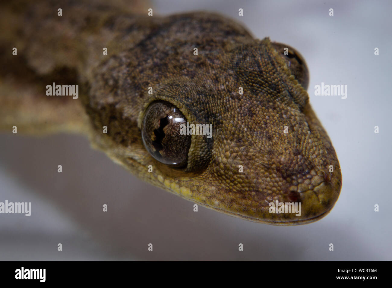 A house gecko closeup picture Stock Photo - Alamy