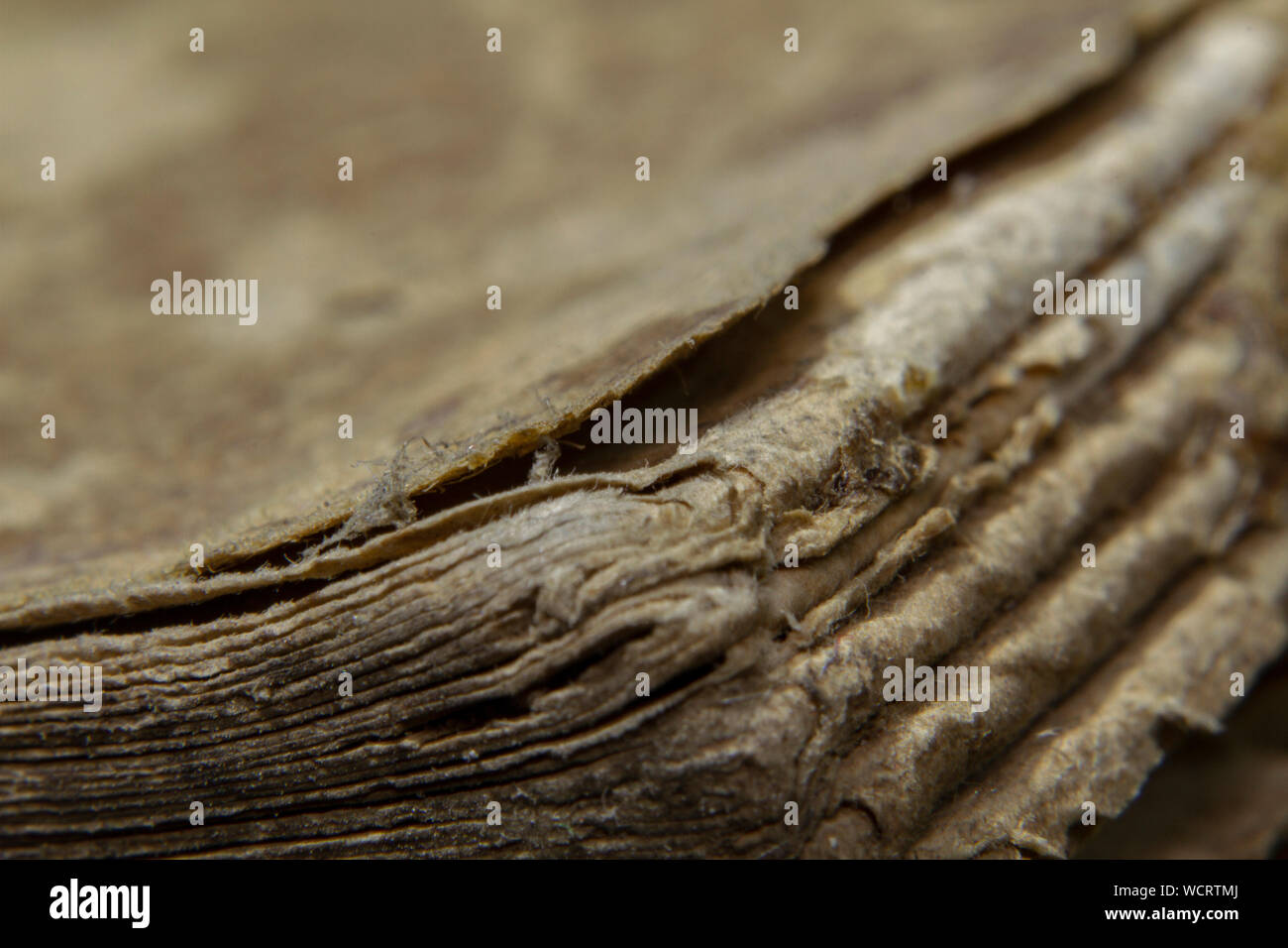 Moldy paper hi-res stock photography and images - Alamy