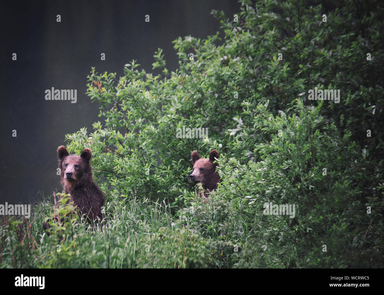 Hiding bear hi-res stock photography and images - Alamy