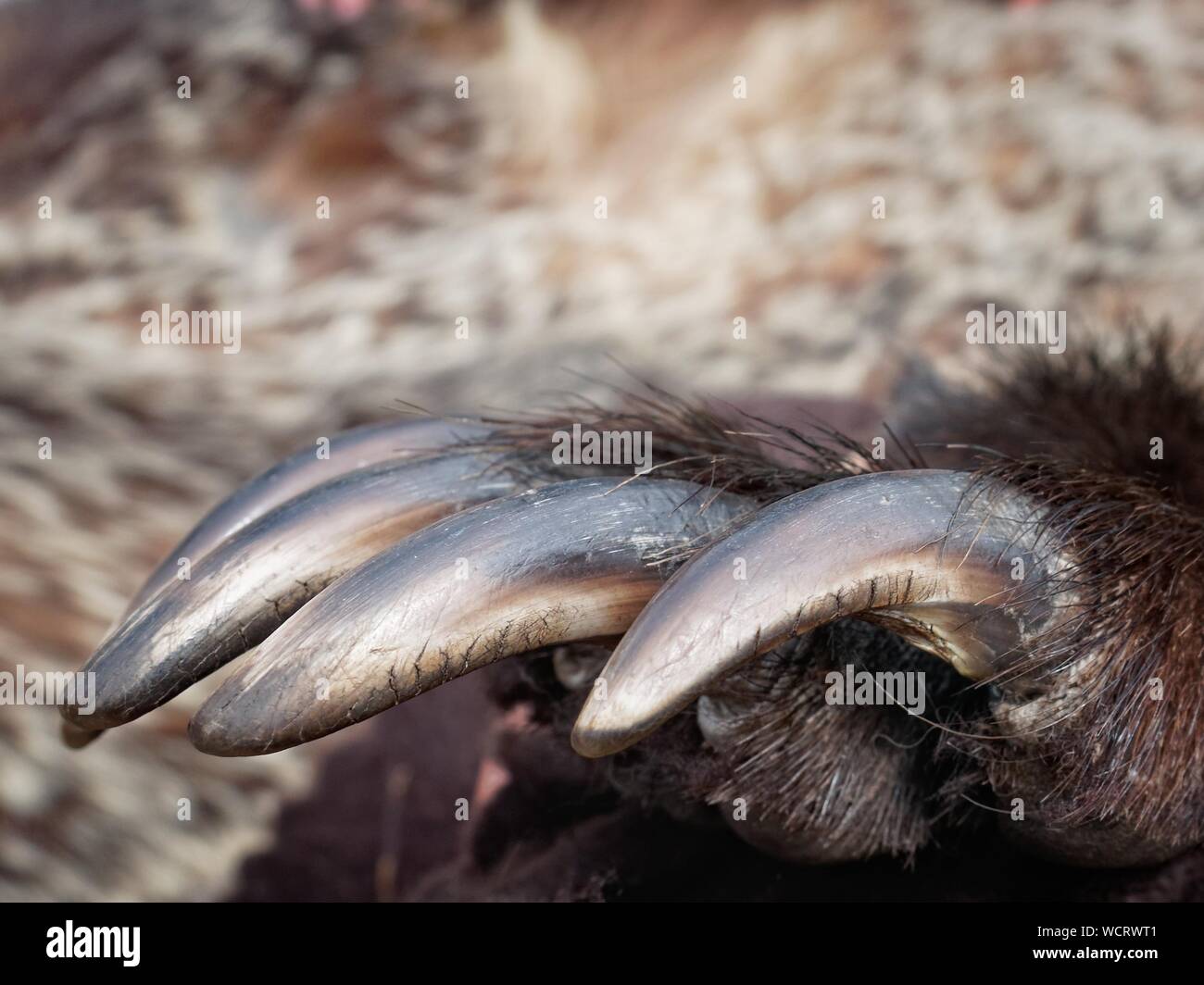 Claw animals hi-res stock photography and images - Alamy