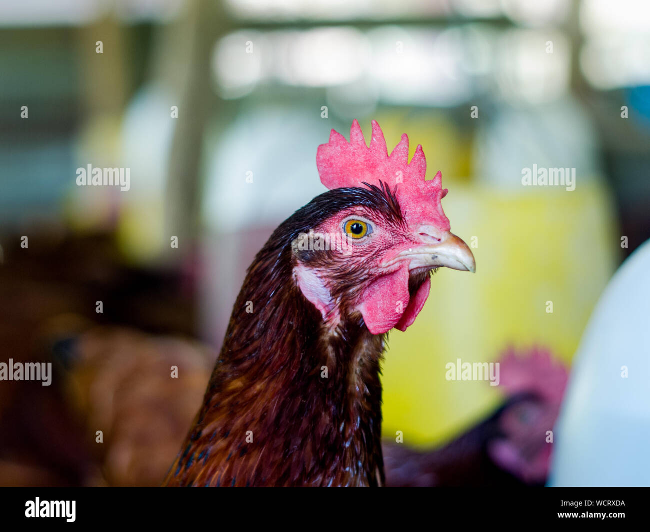 Rooster hi-res stock photography and images - Alamy