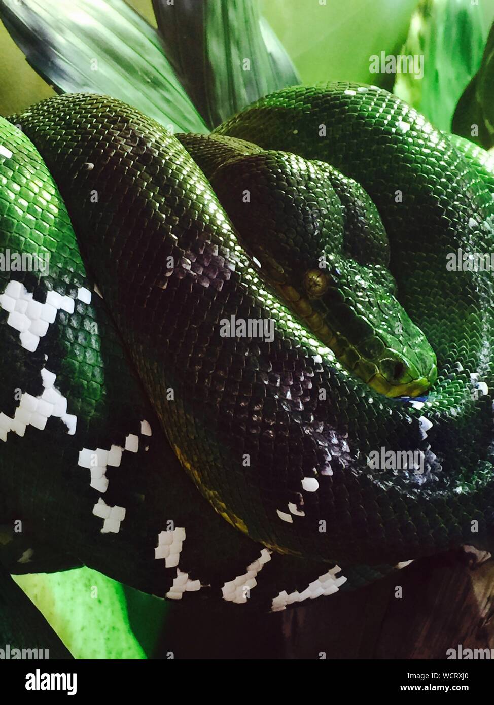 Tree snake hi-res stock photography and images - Alamy