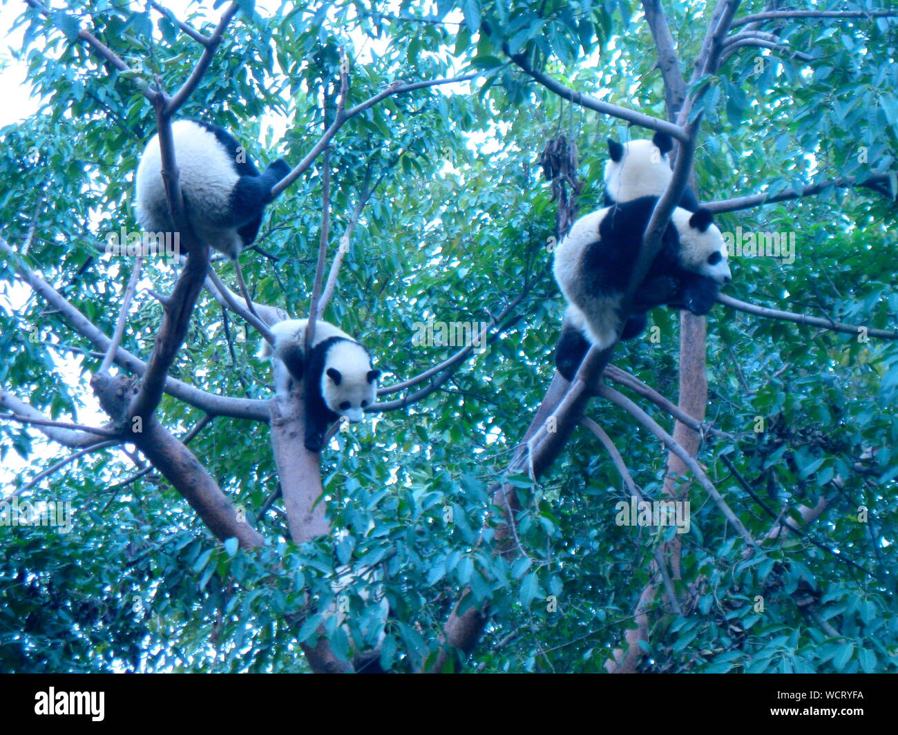 Beauty of panda hi-res stock photography and images - Alamy