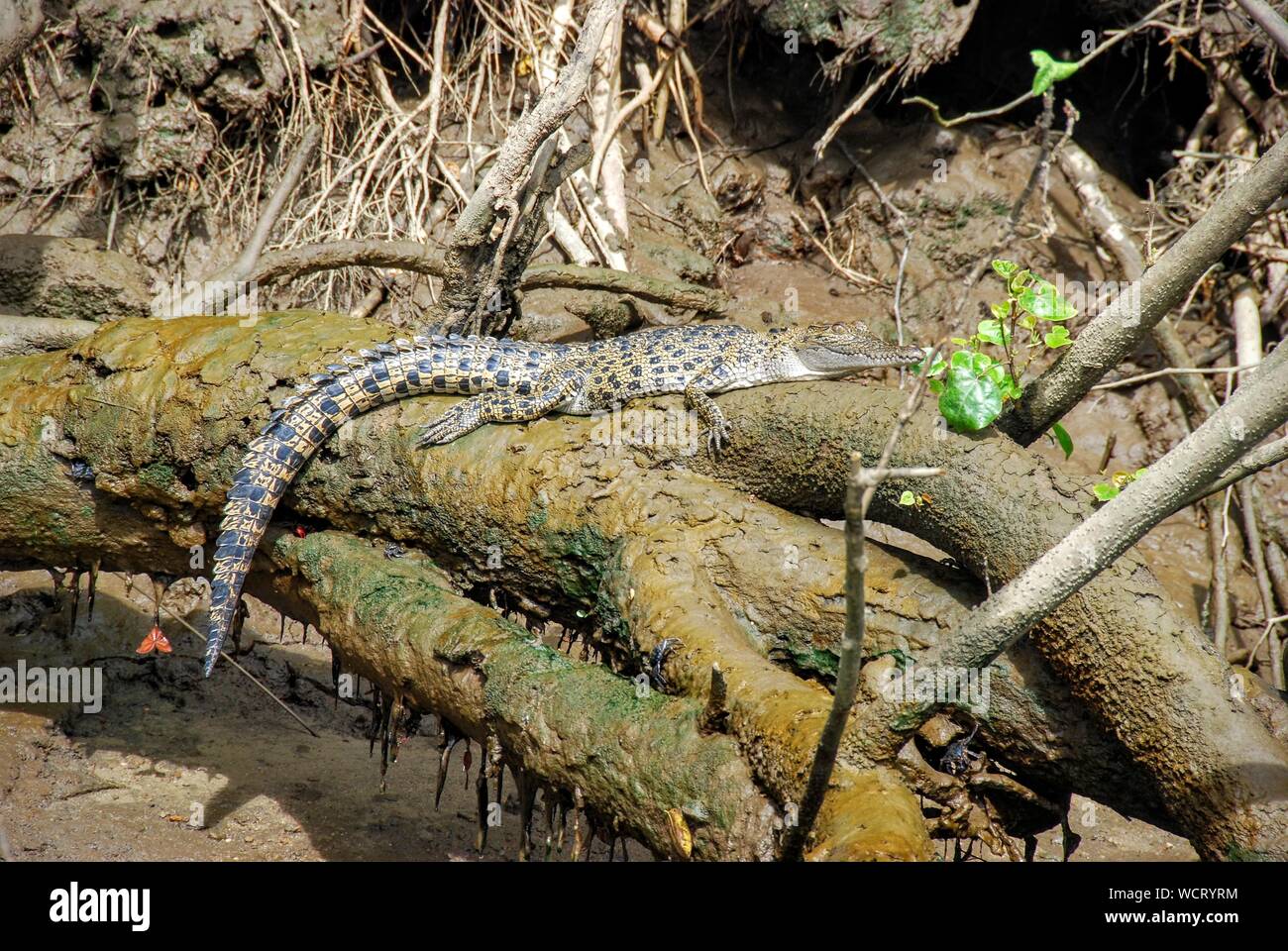 Crocodile Tree High Resolution Stock Photography and Images - Alamy