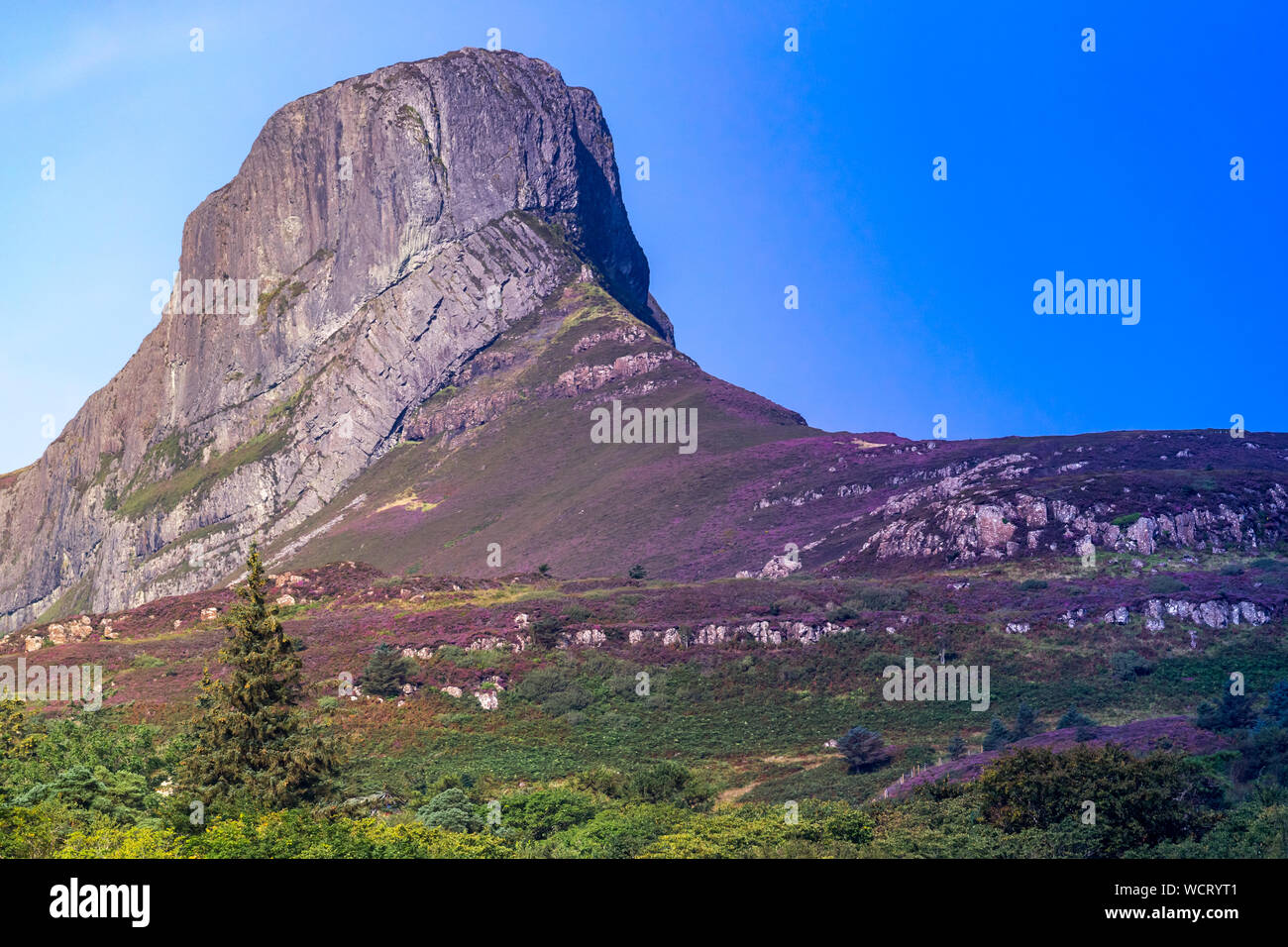 Isle of Eigg, Inner Hebrides, Scotland. An Sgurr covered in blooming ...