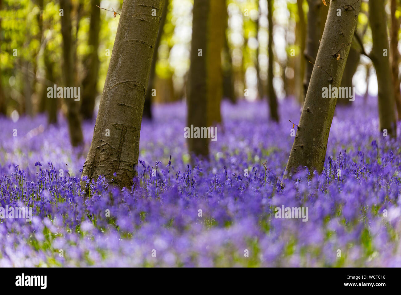 Tree flowers trunk hi-res stock photography and images - Alamy