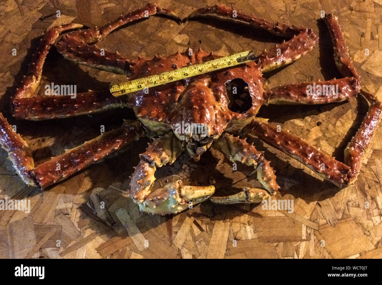 Spiked crab hi-res stock photography and images - Alamy