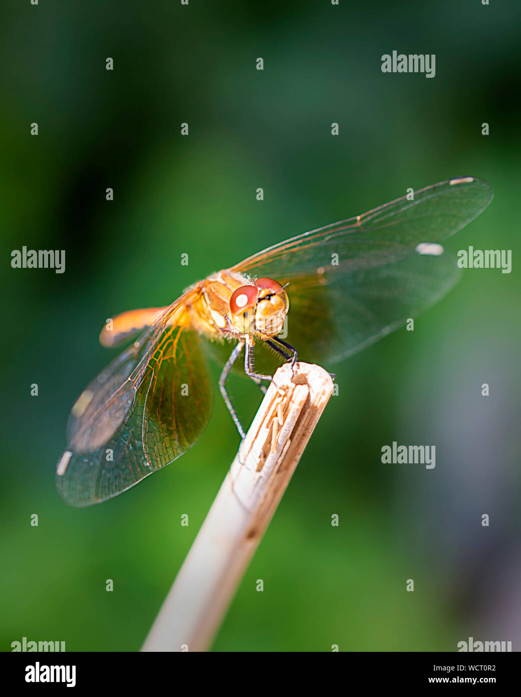 Dragonfly on the tip of a bamboo stick Stock Photo - Alamy