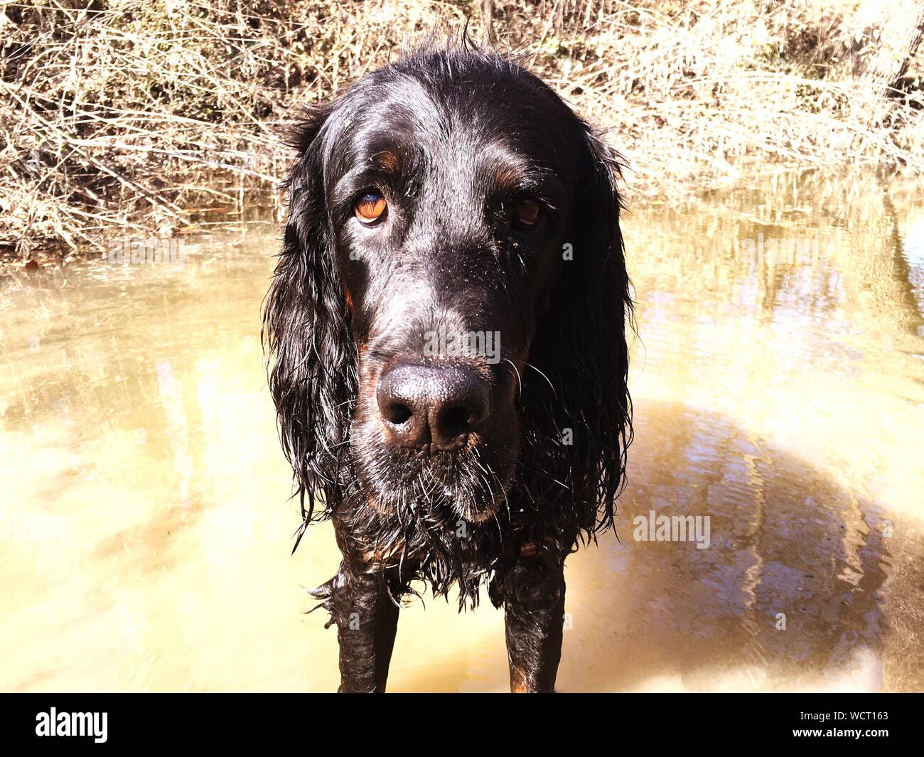 Black Setter High Resolution Stock Photography and Images - Alamy
