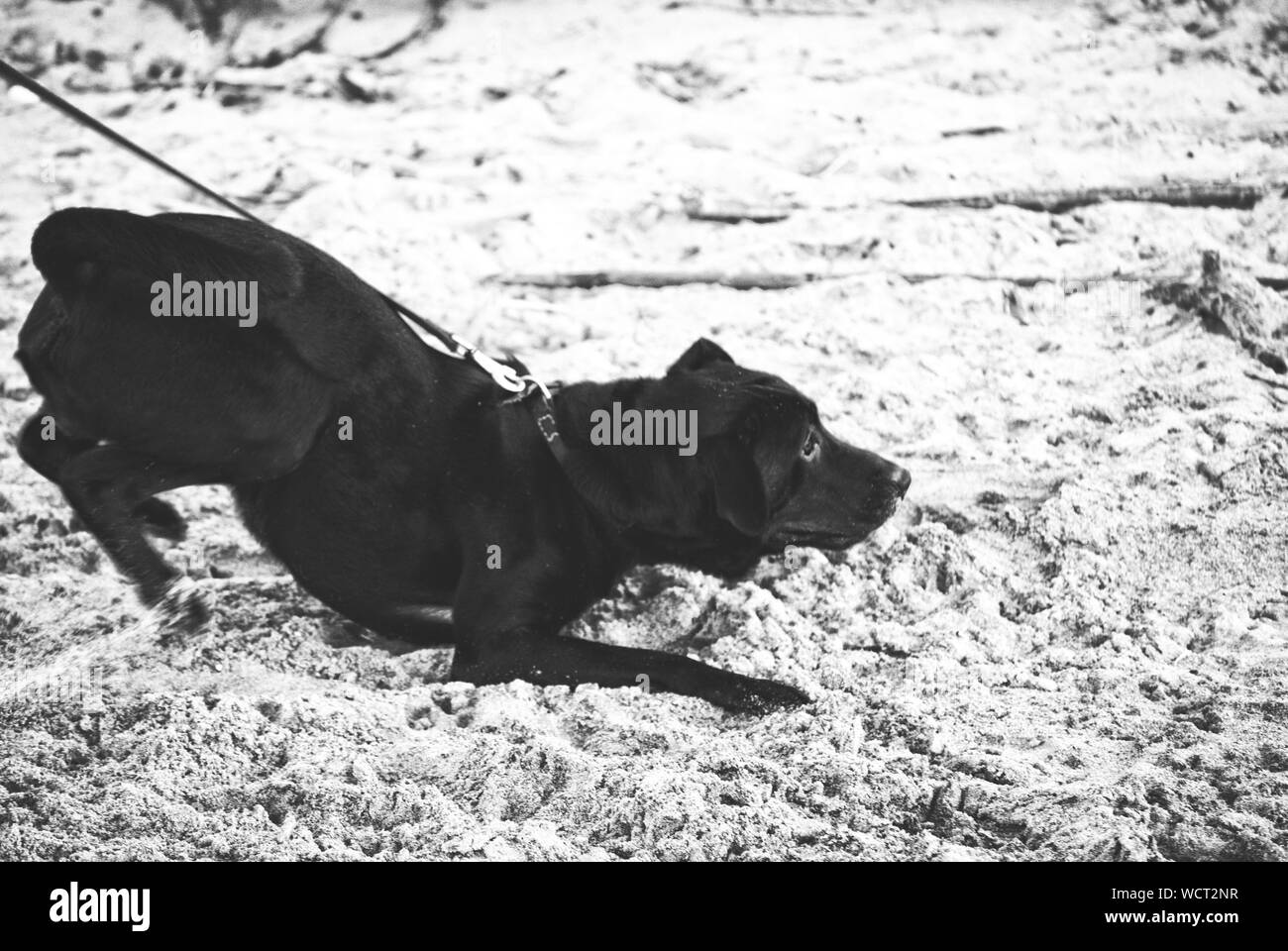 Scared Of Dog High Resolution Stock Photography and Images - Alamy