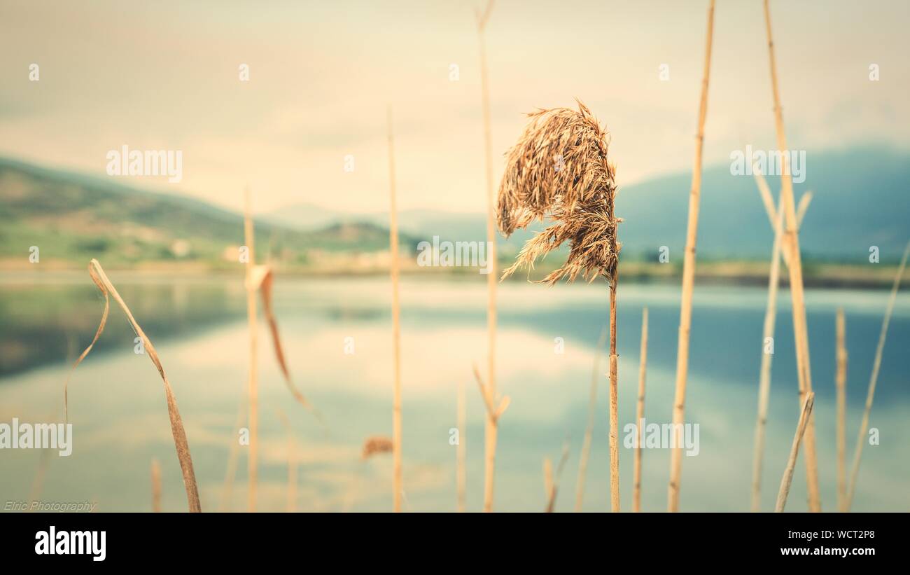 Dried water reed hi-res stock photography and images - Alamy