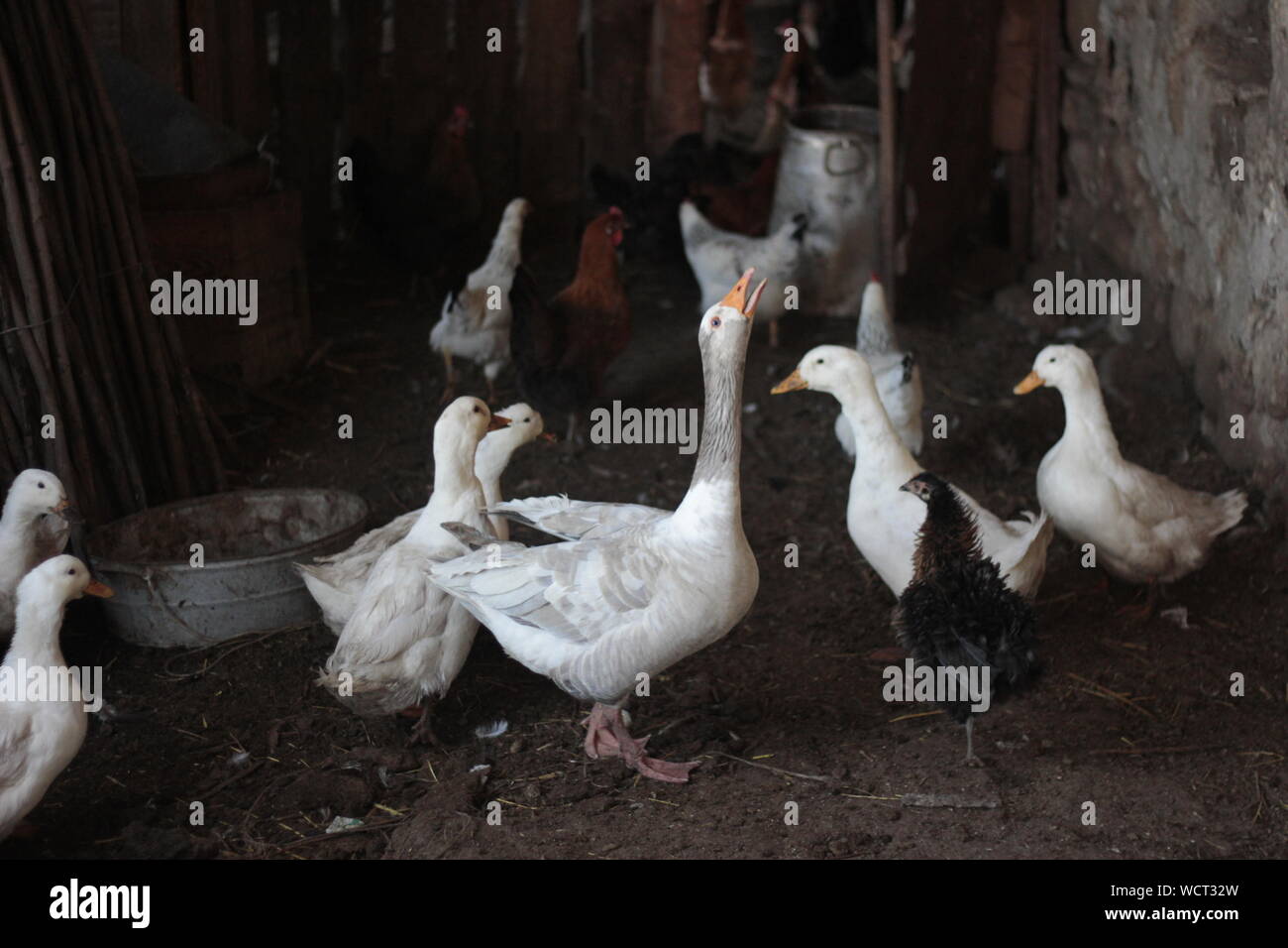 Ducks farm hi-res stock photography and images - Alamy