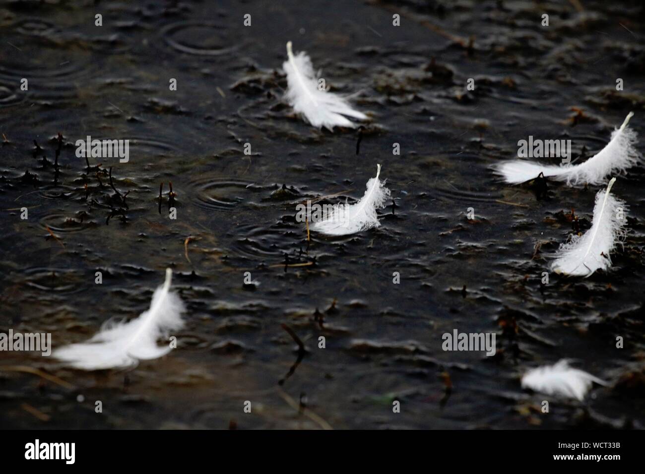 Feathers floating hi-res stock photography and images - Alamy