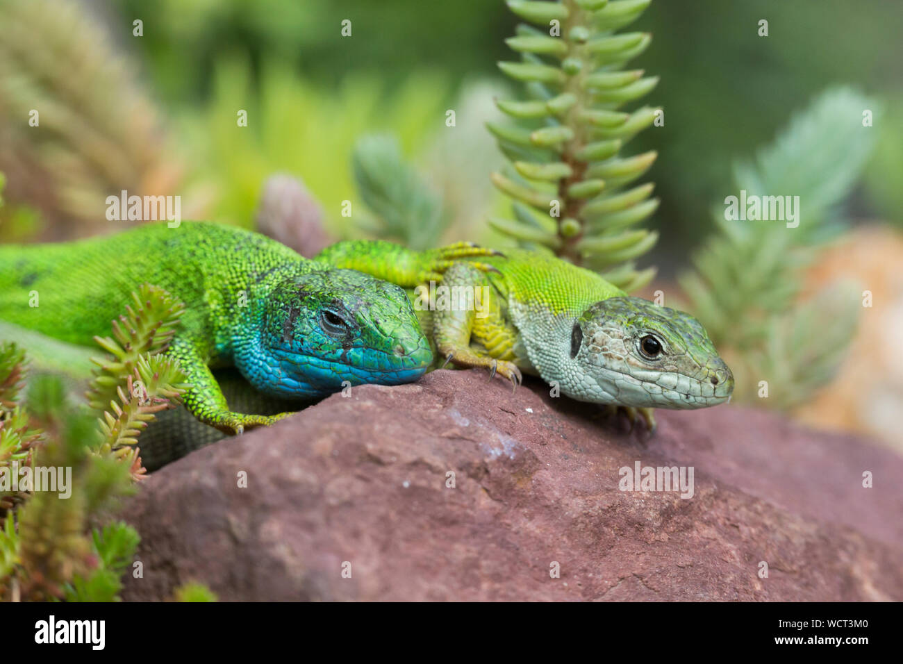 Green lizards head hi-res stock photography and images - Alamy