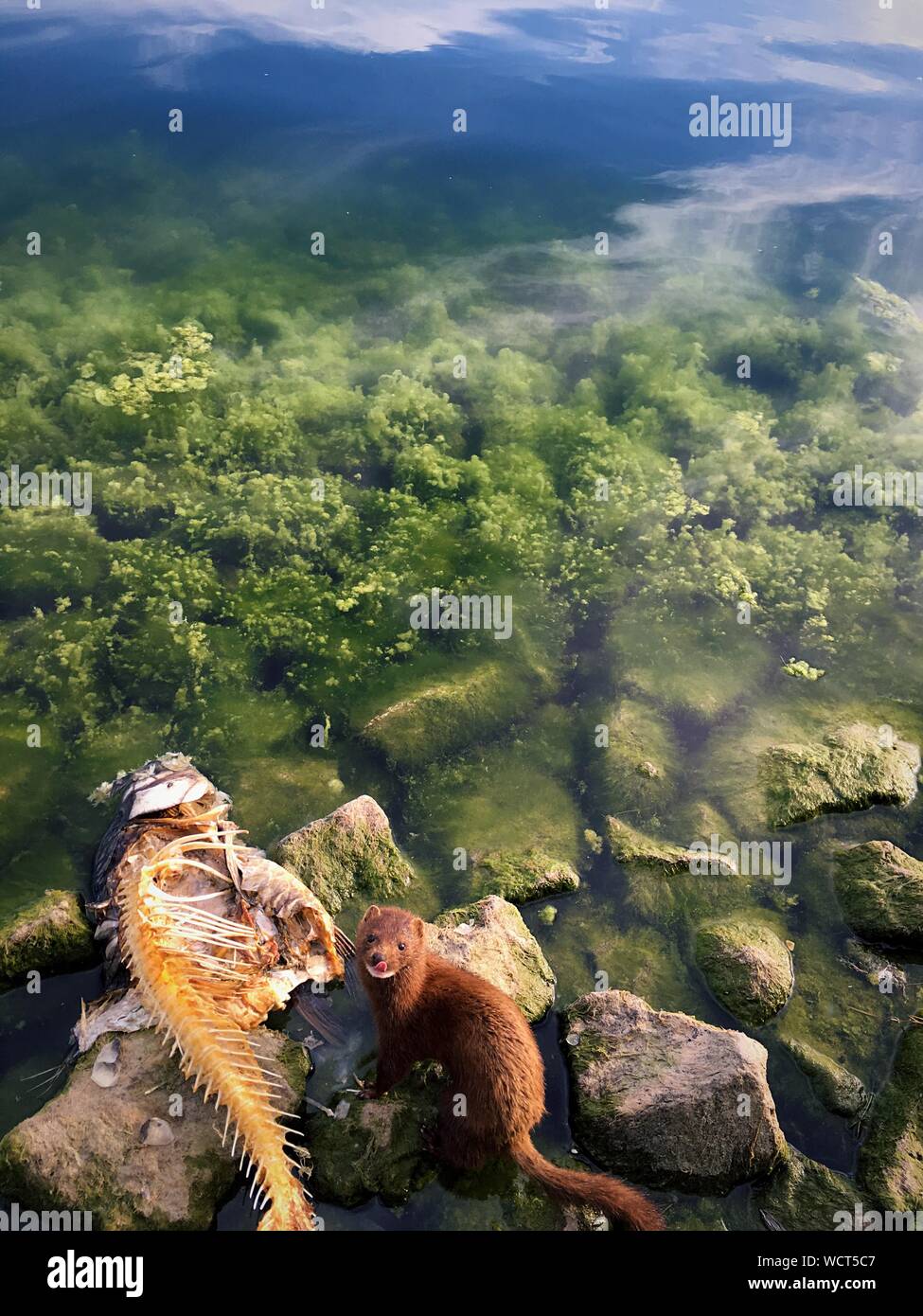 Weasel lake hi-res stock photography and images - Alamy