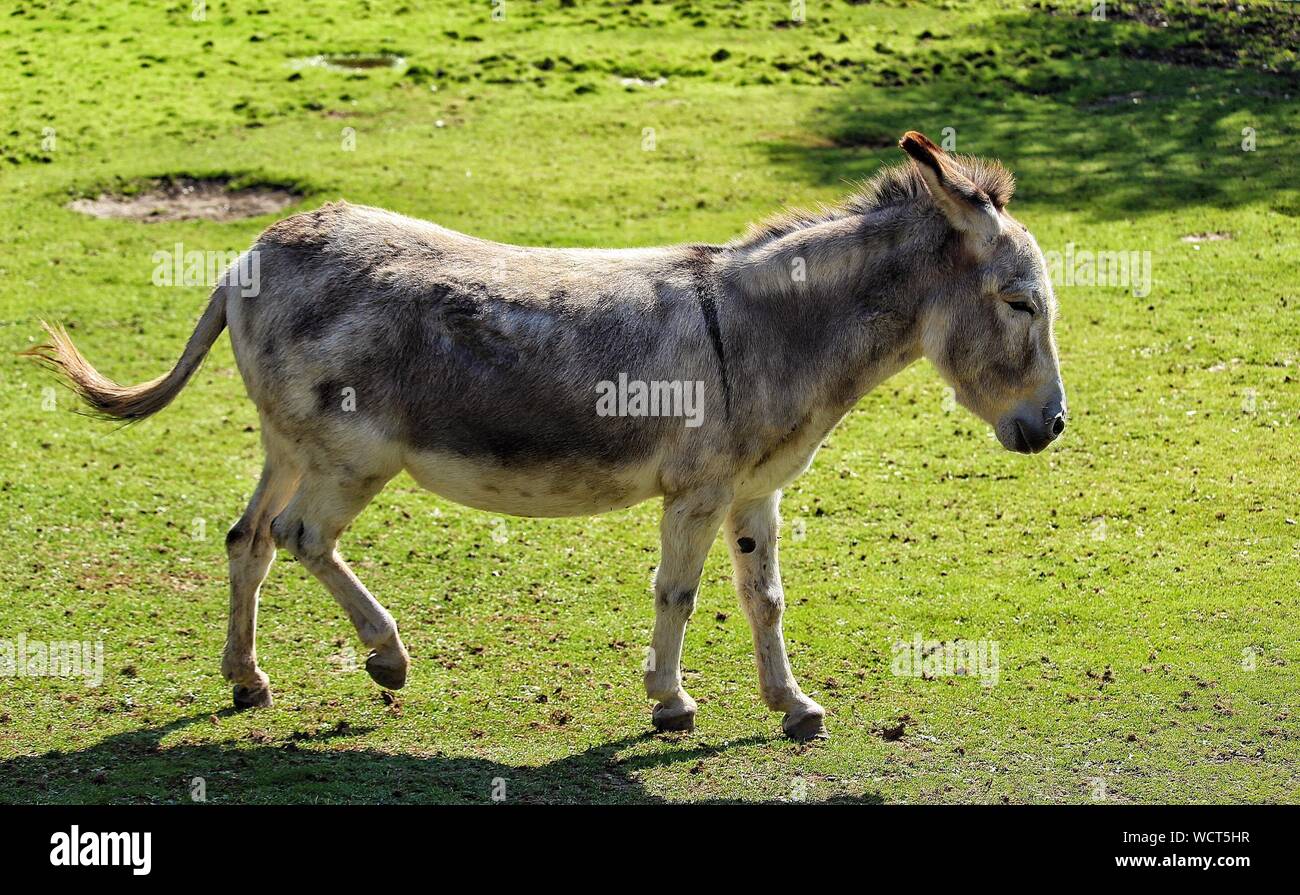 Donkey Shadow High Resolution Stock Photography and Images - Alamy