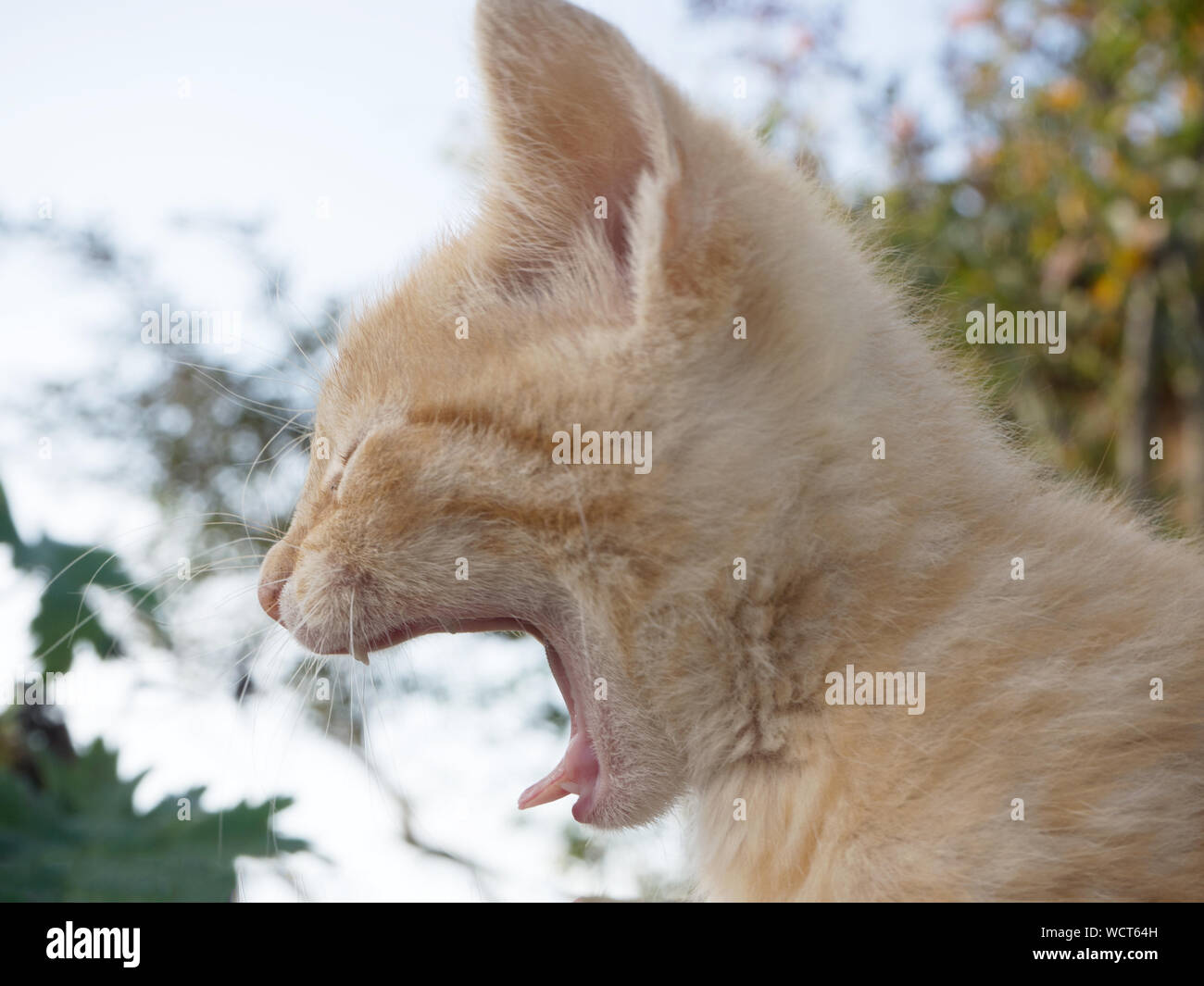 Open cat hi-res stock photography and images - Alamy