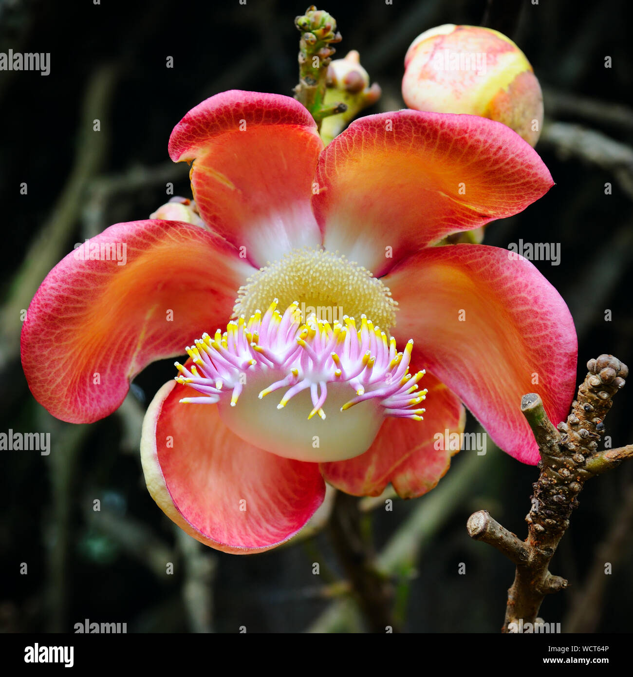 The flower of the sacred Bo tree. Shallow depth of field Stock Photo ...
