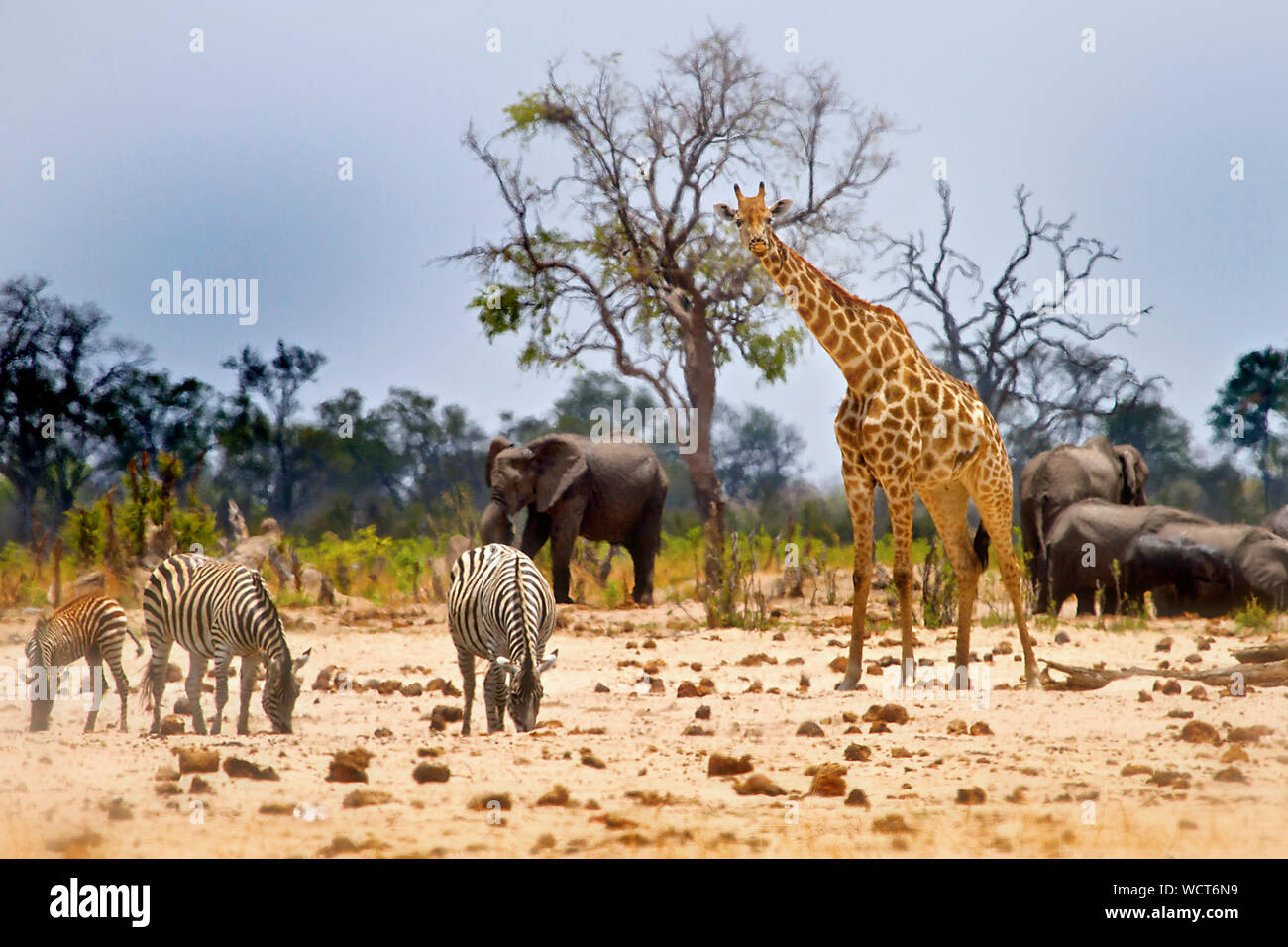 Animals landscape hi-res stock photography and images - Alamy