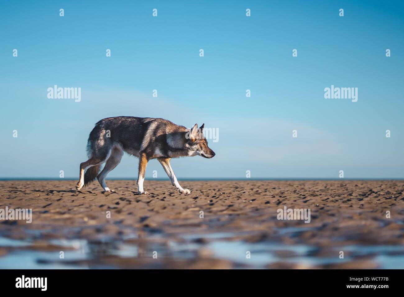Wolf sniffing ground hi-res stock photography and images - Alamy