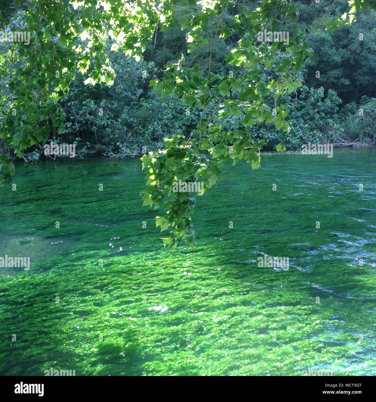 Growing in the canal hi-res stock photography and images - Alamy