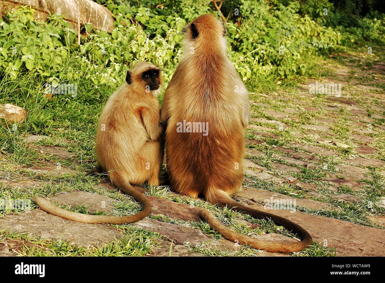 Rear View Of Monkeys Against Plants Stock Photo - Alamy