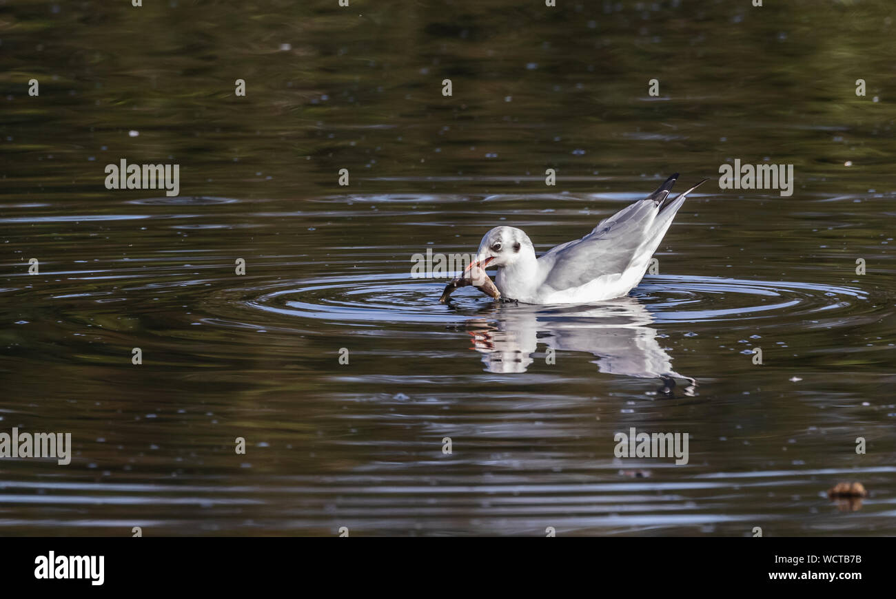 A seagull catching a fish on a lake Stock Photo - Alamy
