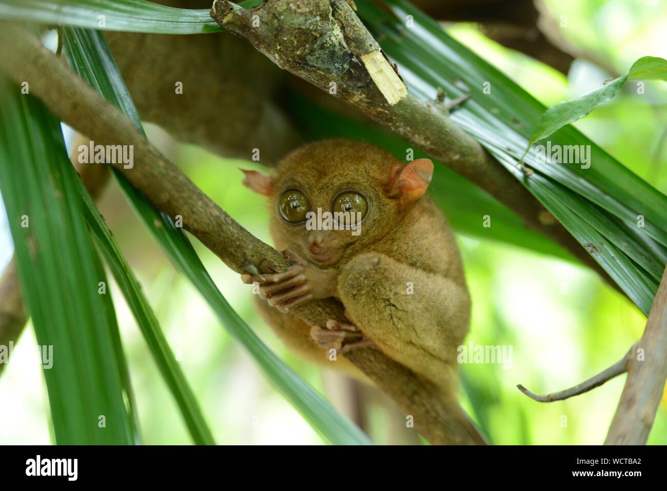 Tarsiers High Resolution Stock Photography and Images - Alamy