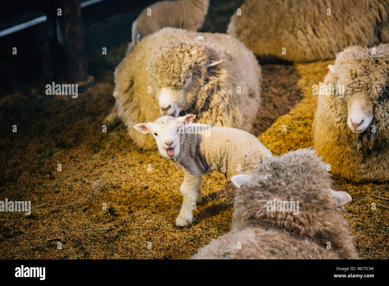 Lamb landscape hi-res stock photography and images - Alamy