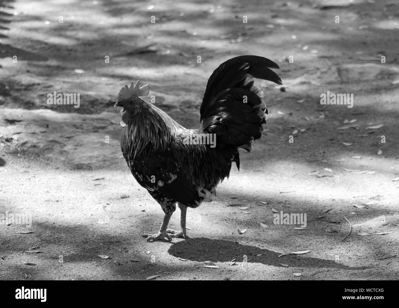 Side view rooster Black and White Stock Photos & Images - Alamy