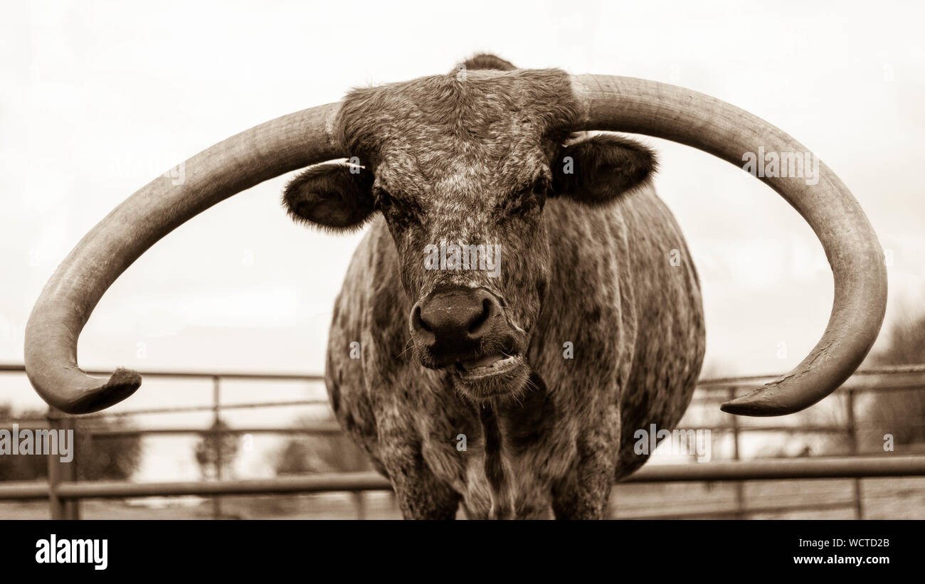 Longhorn portrait hi-res stock photography and images - Alamy
