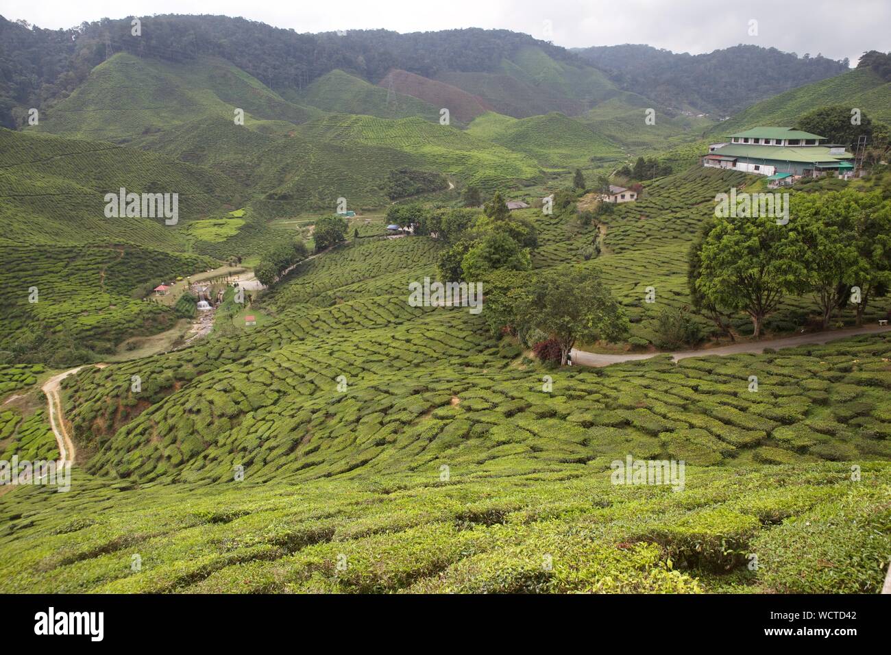 Bharat Tea Estate, Cameron Highland, Malaysia Stock Photo - Alamy