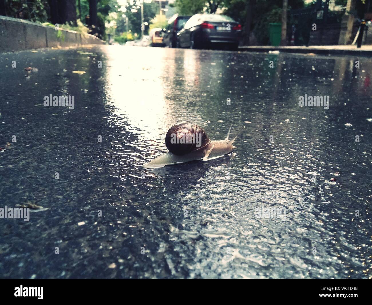 Snail in rainy weather hi-res stock photography and images - Alamy