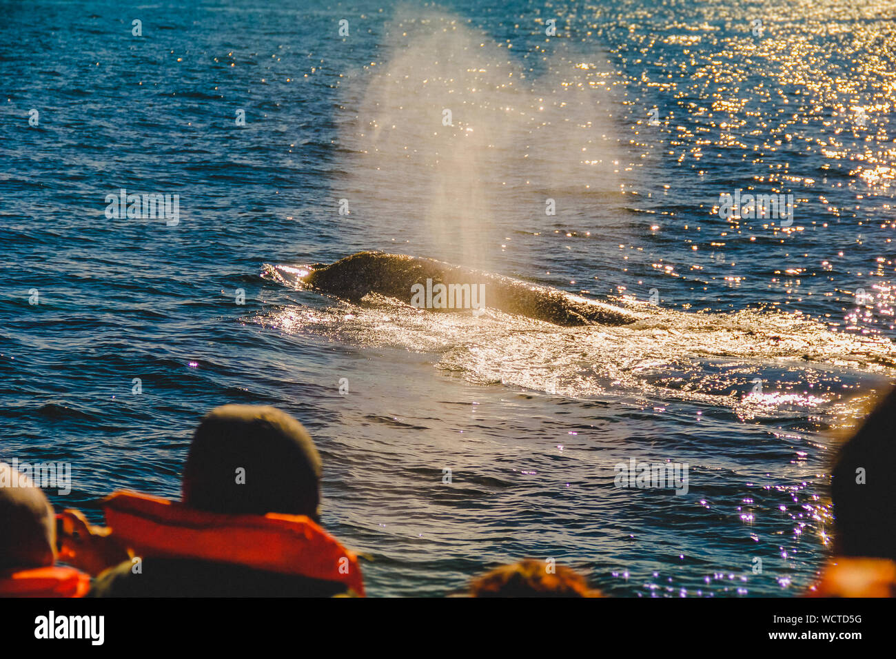 People watching whale hi-res stock photography and images - Alamy