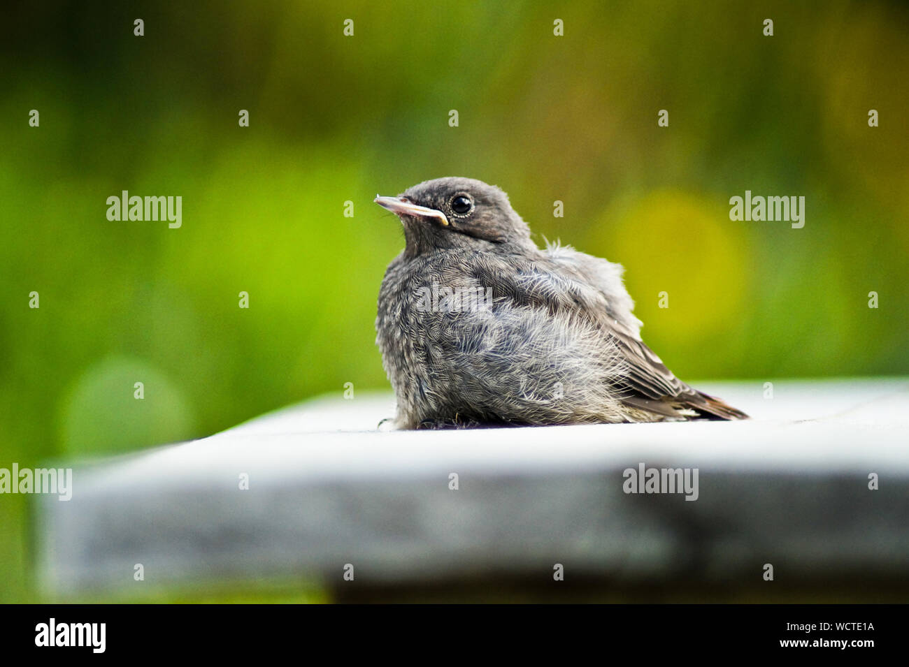Young sparrow hi-res stock photography and images - Alamy