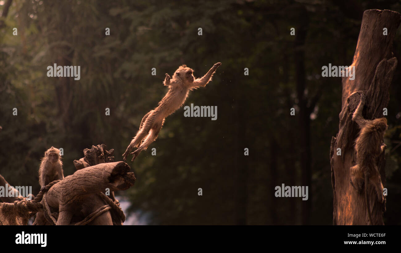 Stump monkey hi-res stock photography and images - Alamy