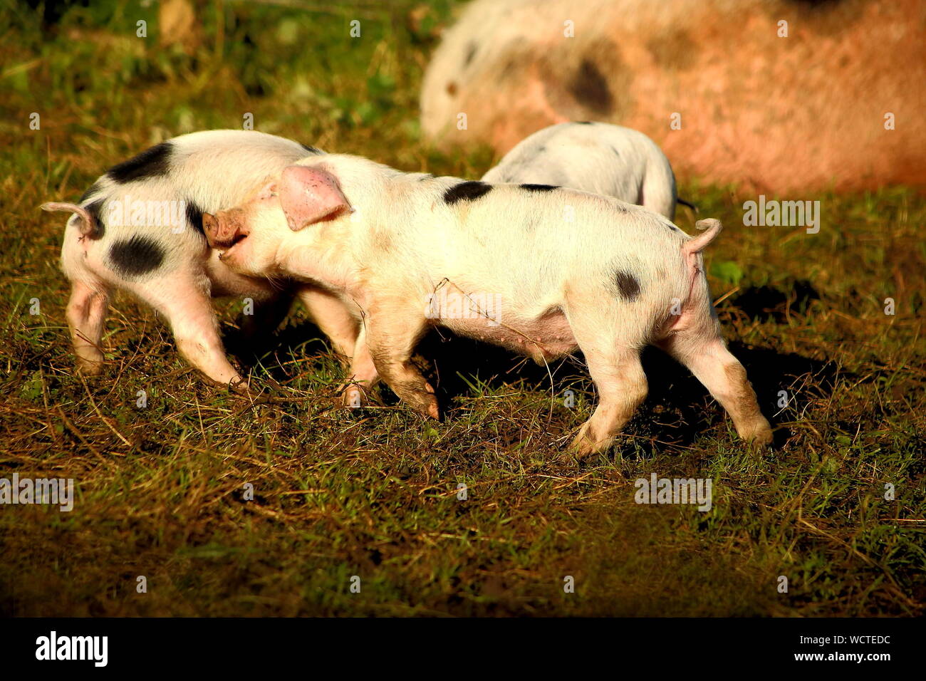 Playful pig hi-res stock photography and images - Alamy