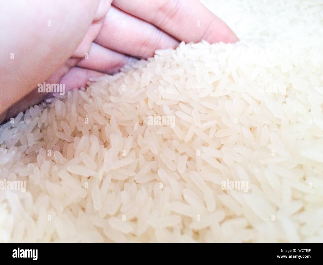 Grain Of Rice Plant Hand High Resolution Stock Photography and Images ...