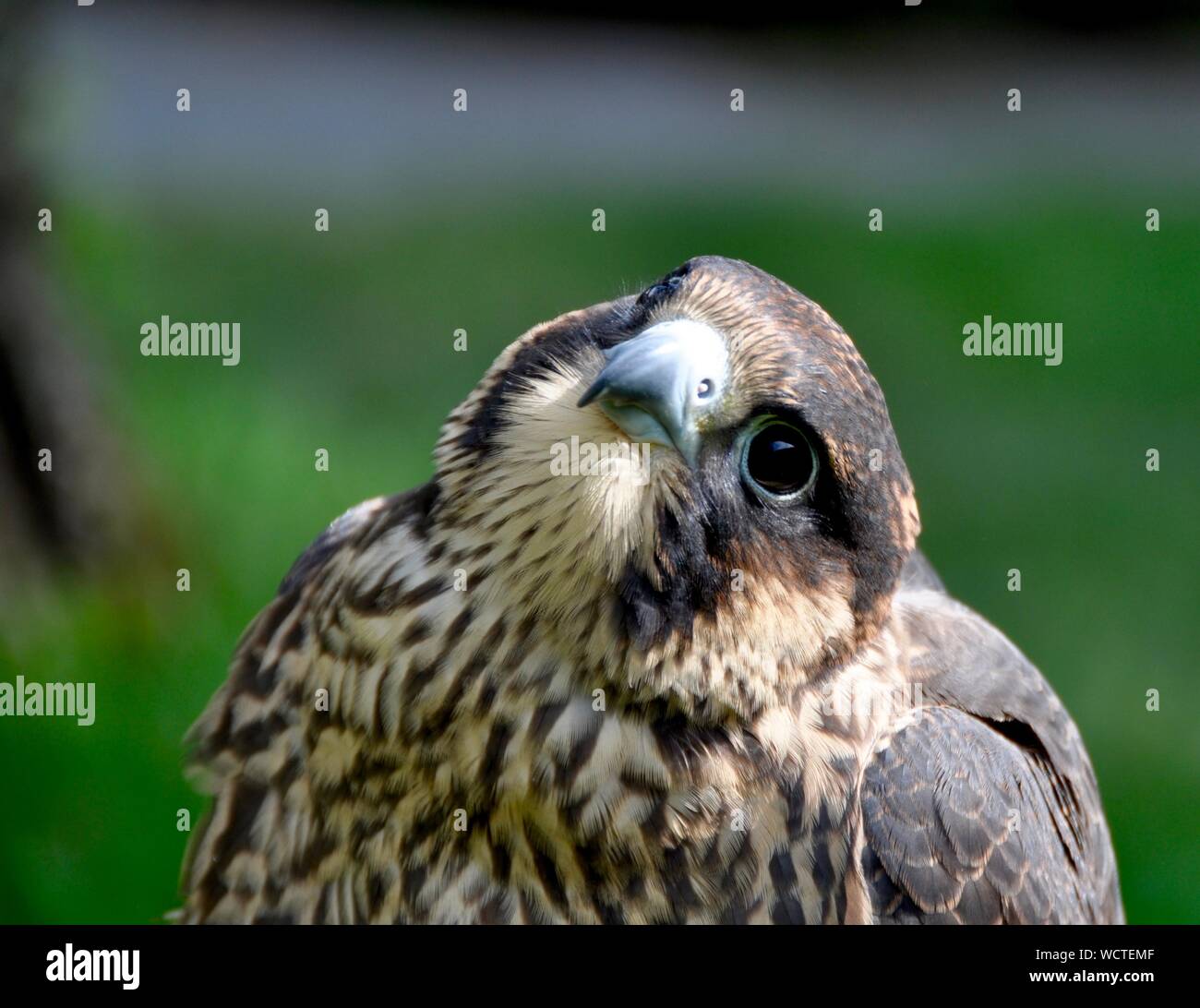 Peregrine falcon in close up hi-res stock photography and images - Alamy