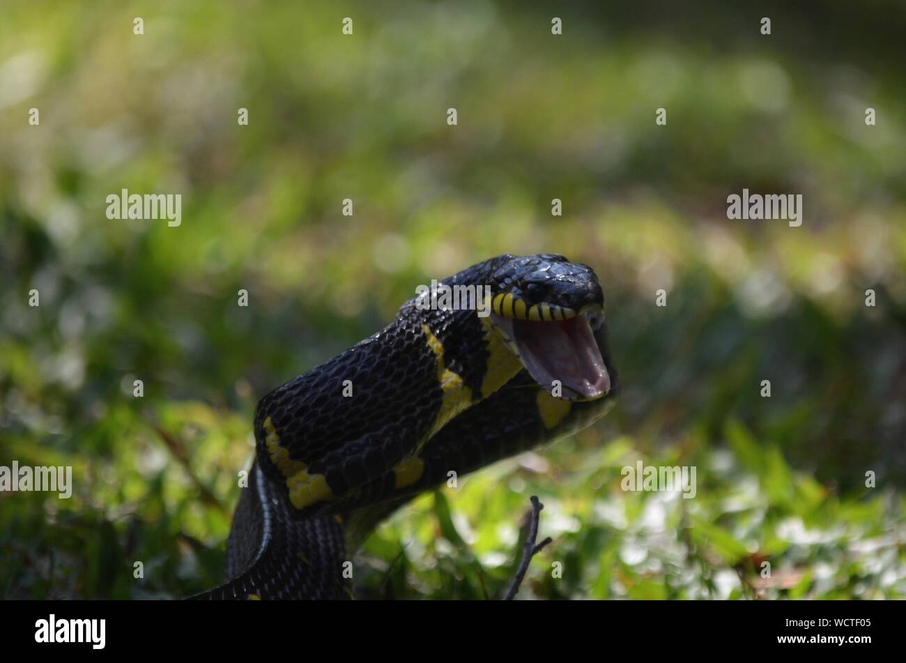 Close up alert snake mouth open hi-res stock photography and images - Alamy