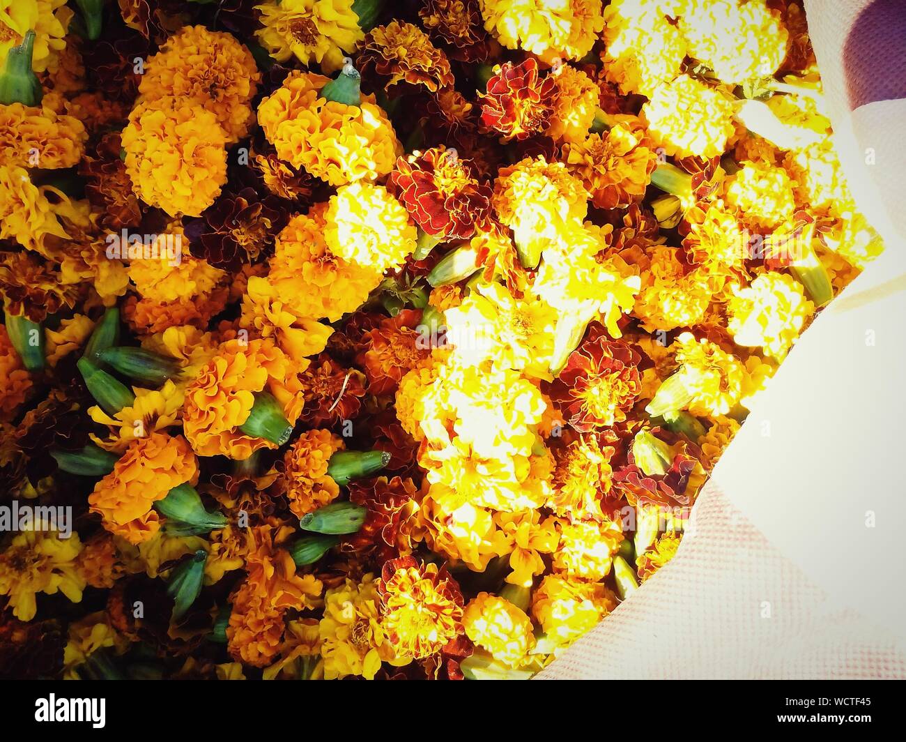 Marigold Bunch High Resolution Stock Photography and Images - Alamy