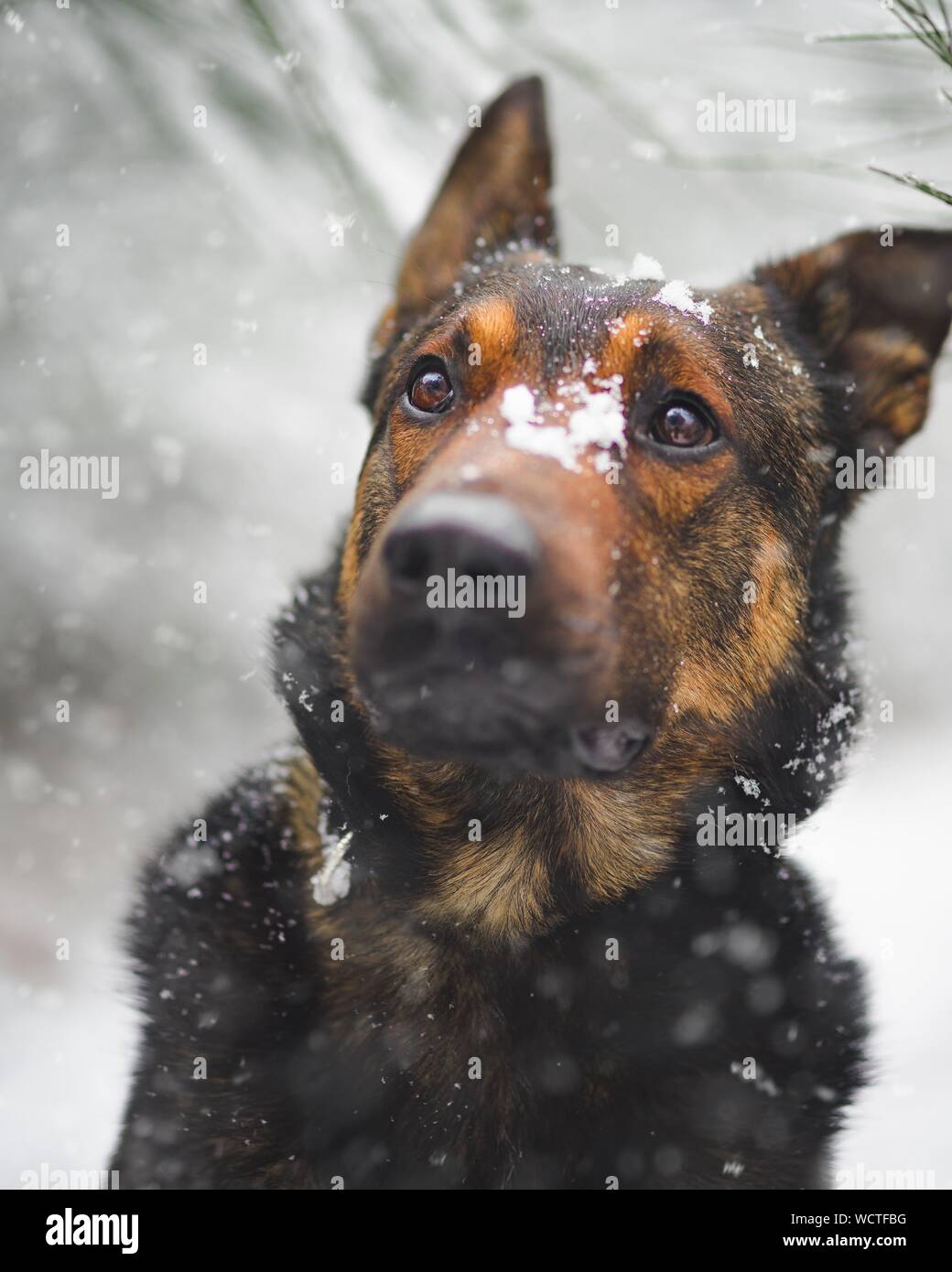 Surprised young german shepherd hi-res stock photography and images - Alamy