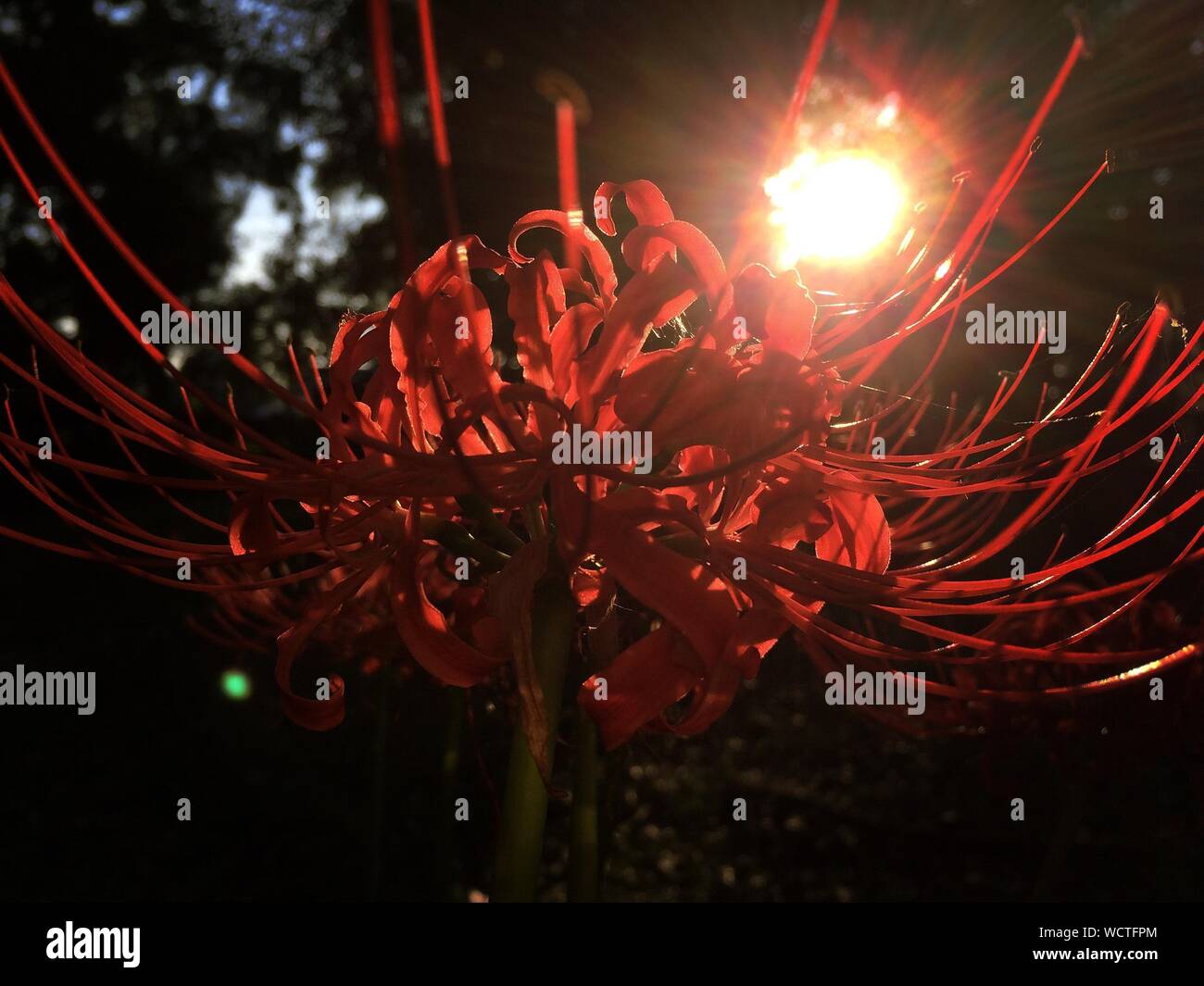 Red spider lilly hi-res stock photography and images - Alamy