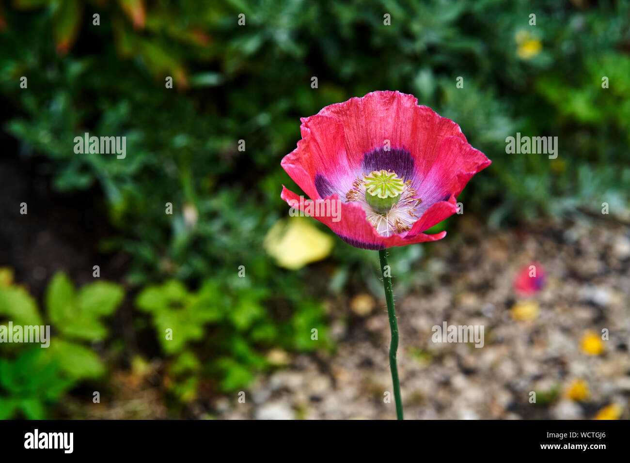 Papaver somniferum pink hi-res stock photography and images - Alamy