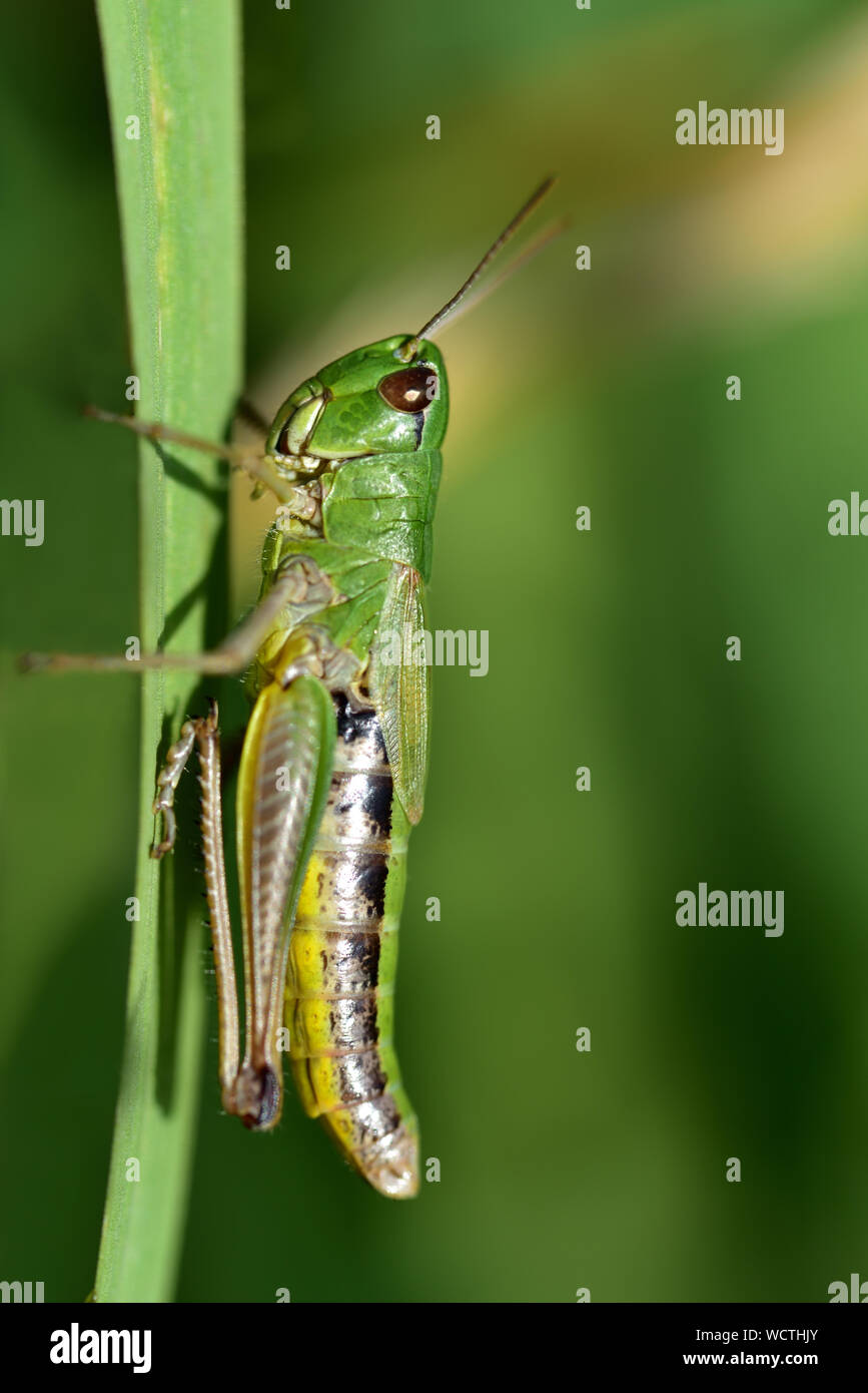 Closeup of an isolated green female grasshopper at a blade of grass in ...