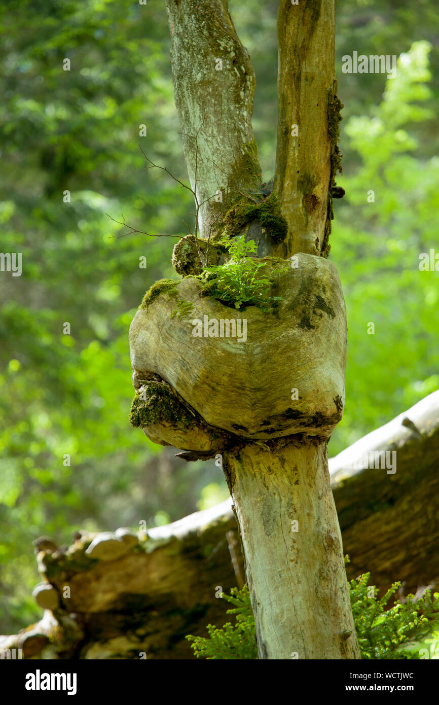 Deformed tree hi-res stock photography and images - Alamy
