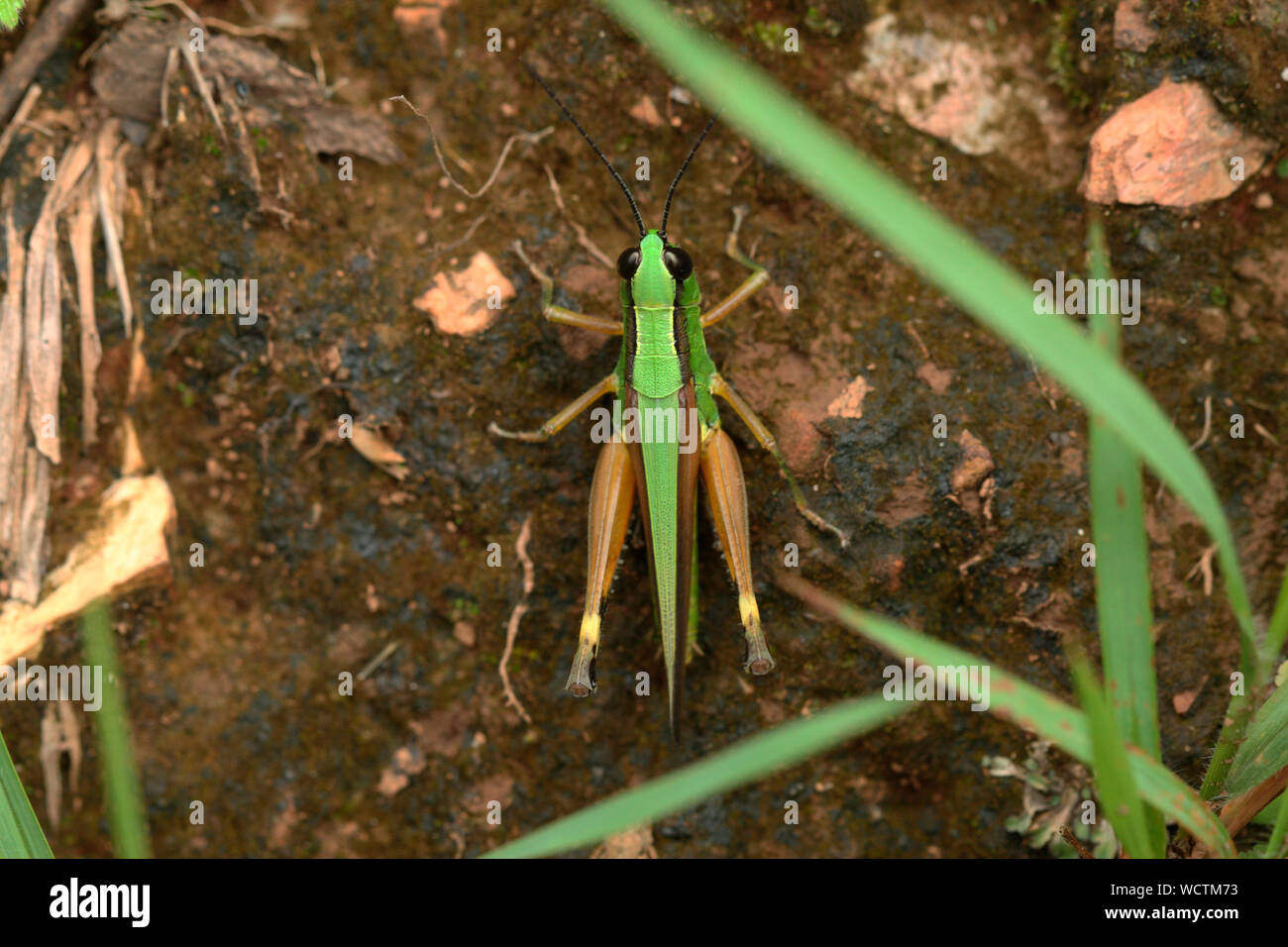 Nepal cricket hi-res stock photography and images - Alamy