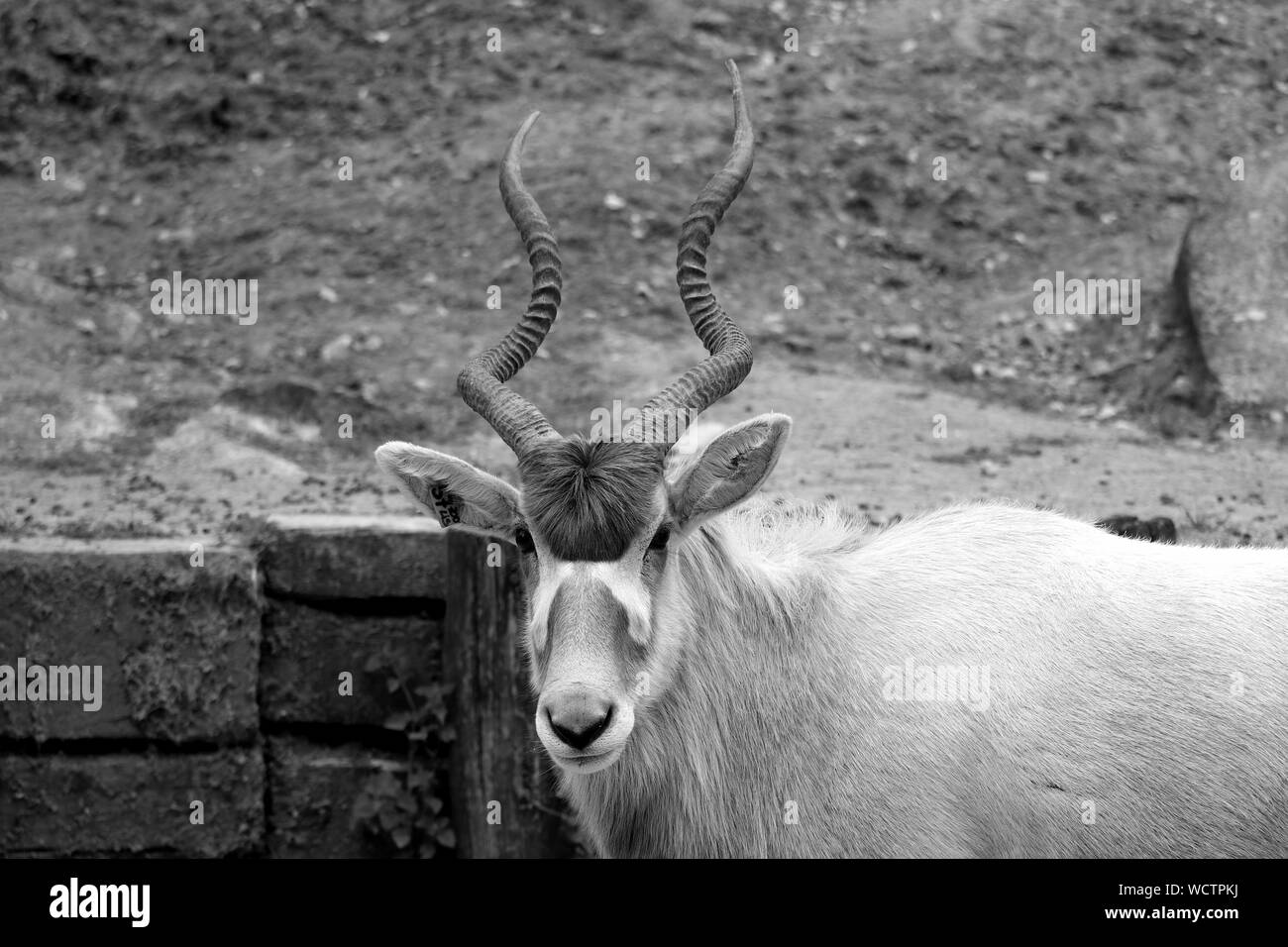 Addax addax Black and White Stock Photos & Images - Alamy