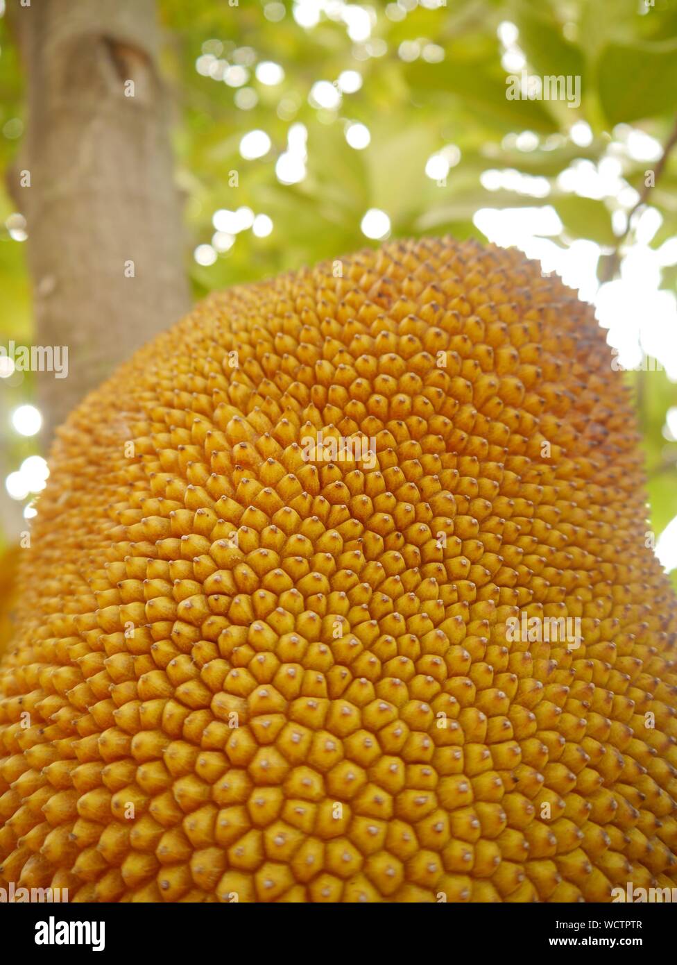 Jackfruit Pattern High Resolution Stock Photography and Images - Alamy