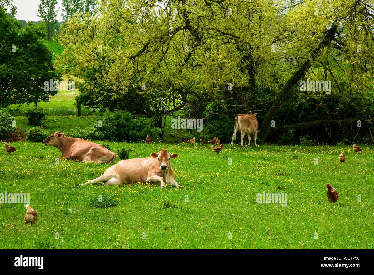 Chickens farm lancaster pa hi-res stock photography and images - Alamy